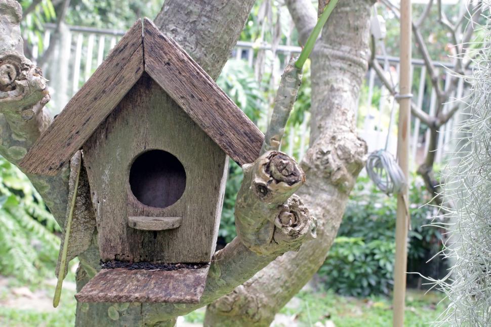 Free Stock Photo of Bird house in a tree | Download Free Images and ...