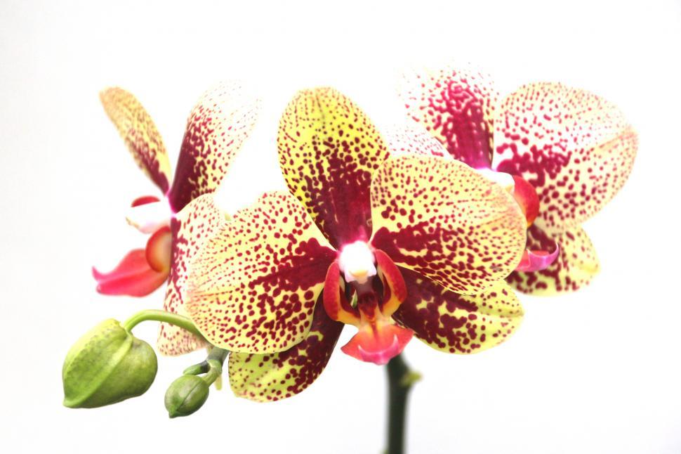 Free Stock Photo of Red Dot Moth Orchid Flowers | Download Free Images ...