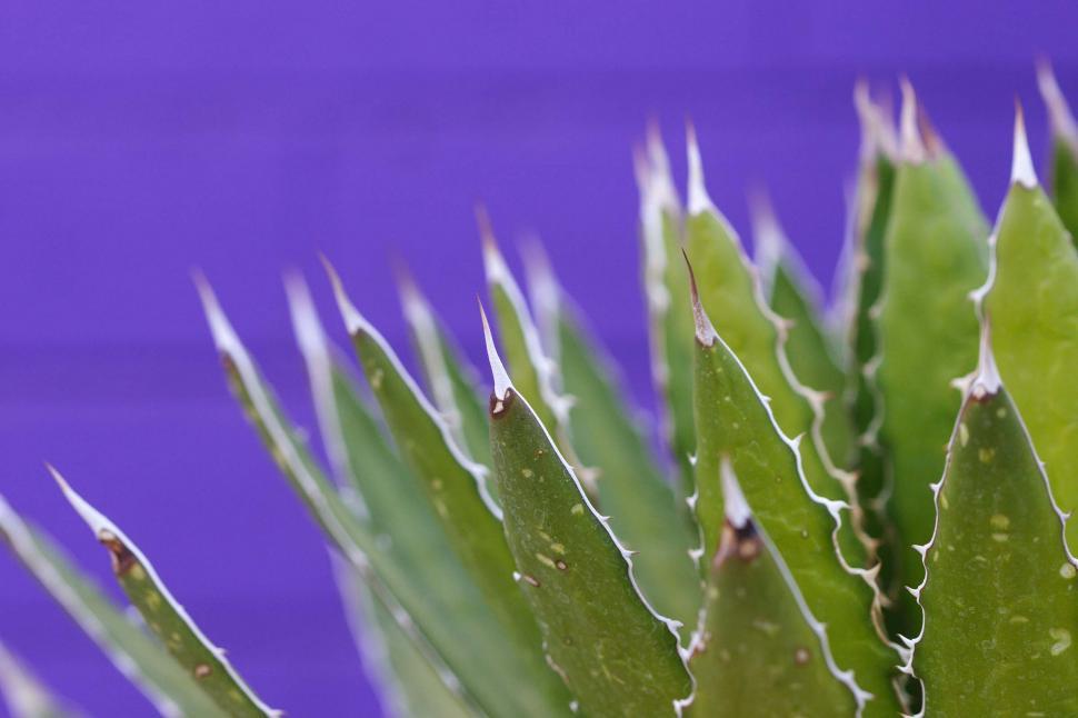 Free Stock Photo of Agave spikes | Download Free Images and Free ...