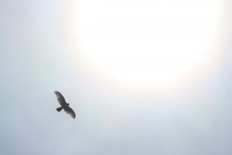 Free Stock Photo of Hawk in Flight | Download Free Images and Free ...