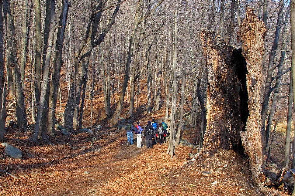 Free Stock Photo of Tree In Decay | Download Free Images and Free ...