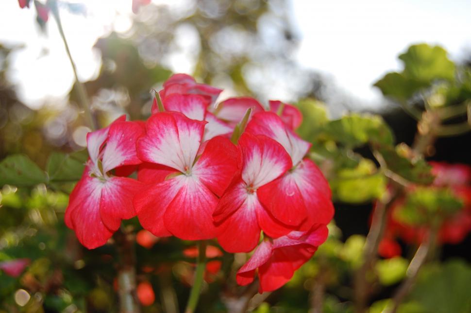 Free Stock Photo of Flower | Download Free Images and Free Illustrations