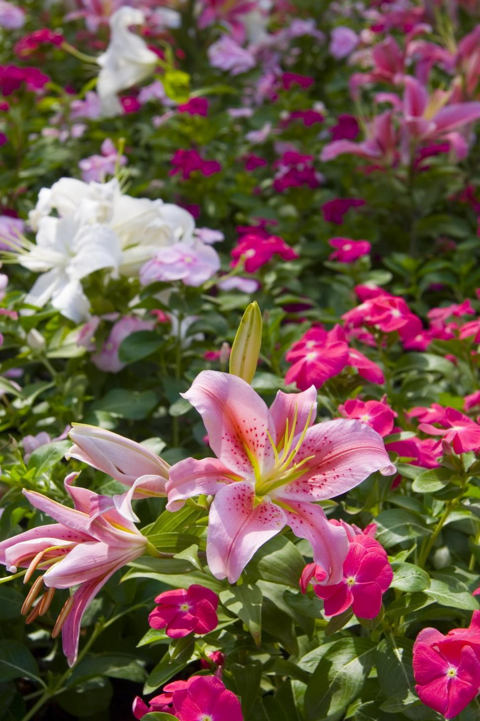 Free Stock Photo of Pink Flowers | Download Free Images and Free ...