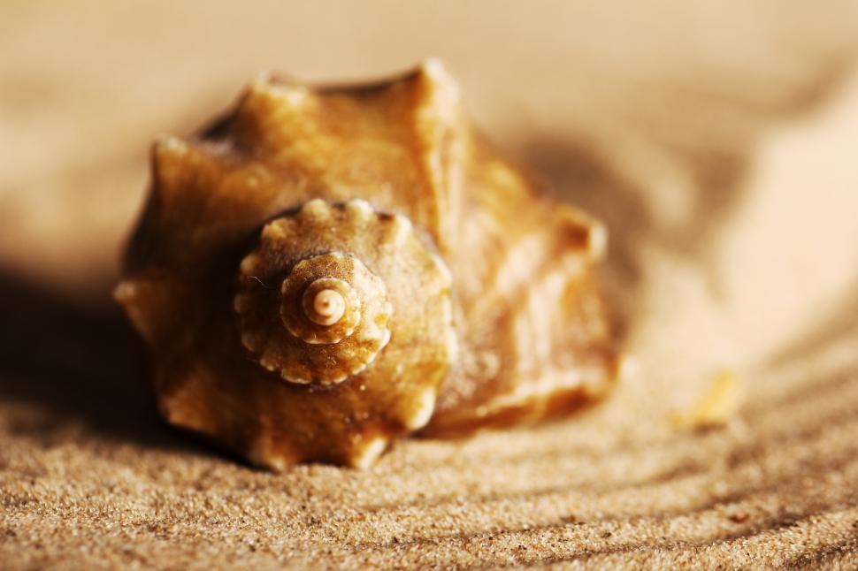 Free Stock Photo of Seashells on the sand | Download Free Images and ...