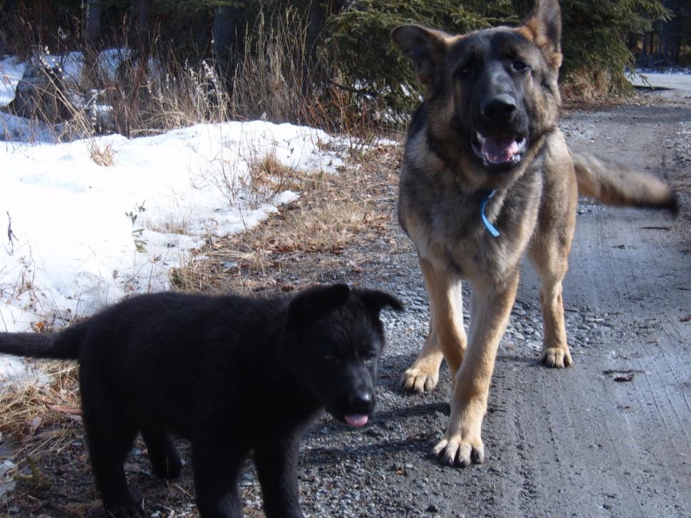 Free Stock Photo of Two Dogs | Download Free Images and Free Illustrations