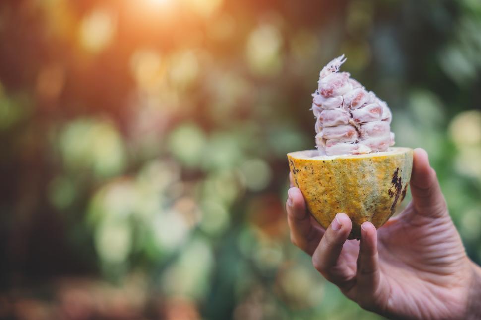 Free Stock Photo of Cocoa tree Theobroma cacao. Close up of cacao fruit ...