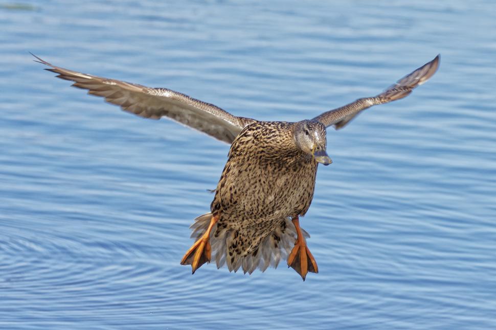 Free Stock Photo of Duck in flight | Download Free Images and Free ...