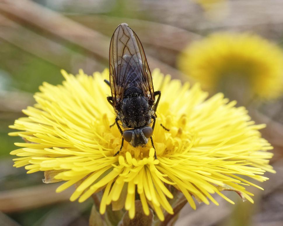Free Stock Photo of Fly covered in pollen | Download Free Images and ...