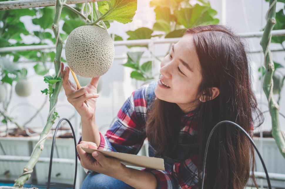 Free Stock Photo of Worker inspecting melon crop in greenhouse ...