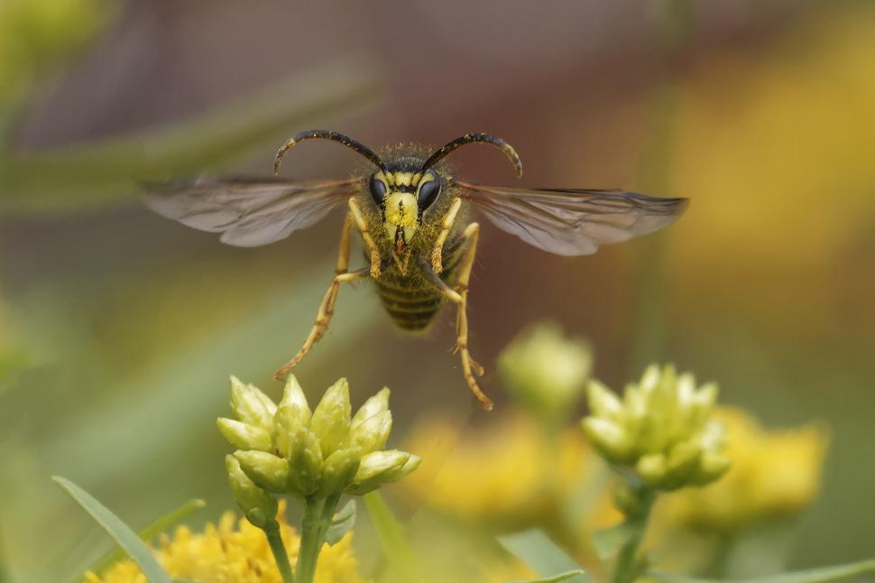 Free Stock Photo of Yellowjacket taking flight | Download Free Images ...