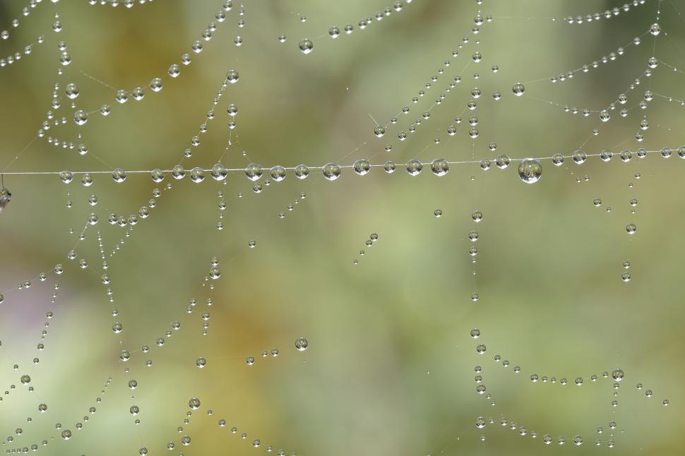 Free Stock Photo of Water droplets | Download Free Images and Free ...