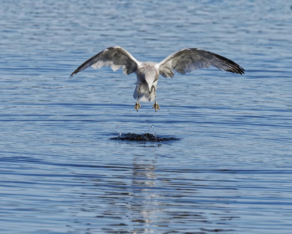 Free Stock Photo of Hunting for food | Download Free Images and Free ...