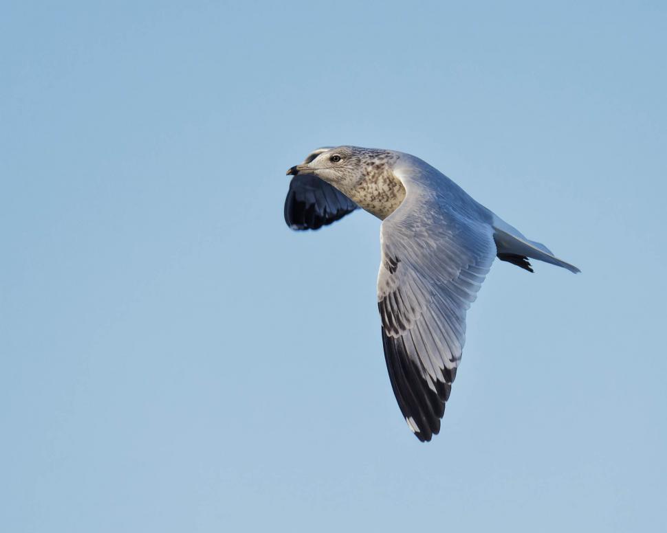Free Stock Photo of Ring-billed seagull | Download Free Images and Free ...