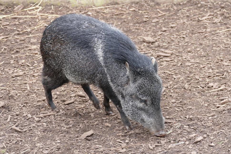 Free Stock Photo of Peccary | Download Free Images and Free Illustrations
