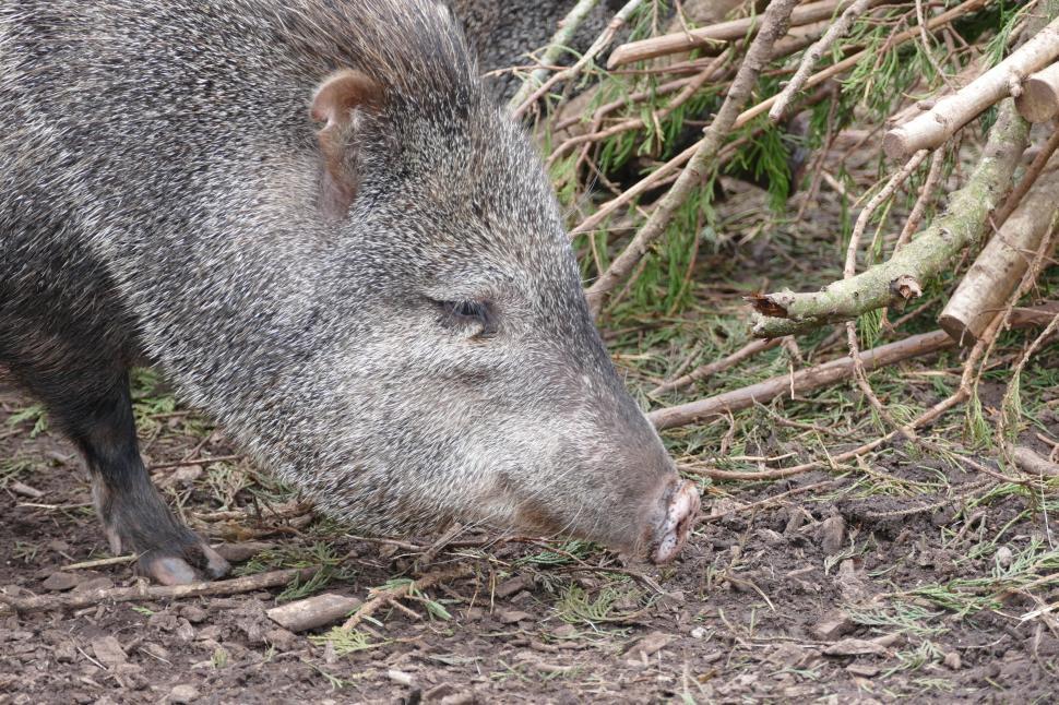 Free Stock Photo of Peccary | Download Free Images and Free Illustrations
