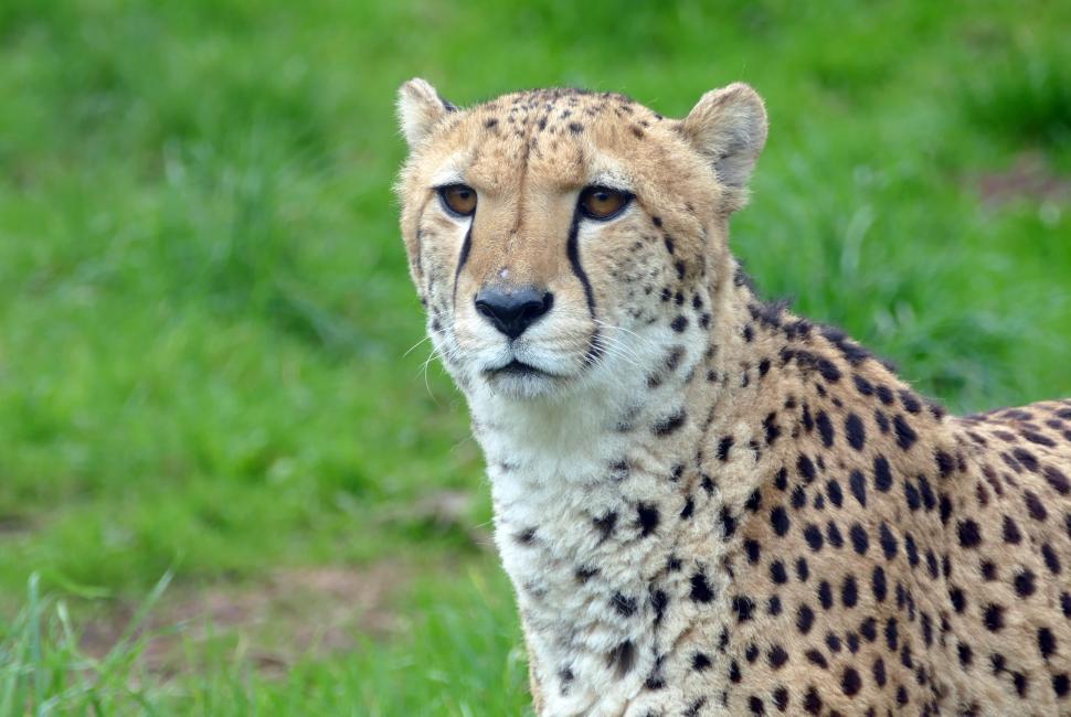 Free Stock Photo of Cheetah | Download Free Images and Free Illustrations