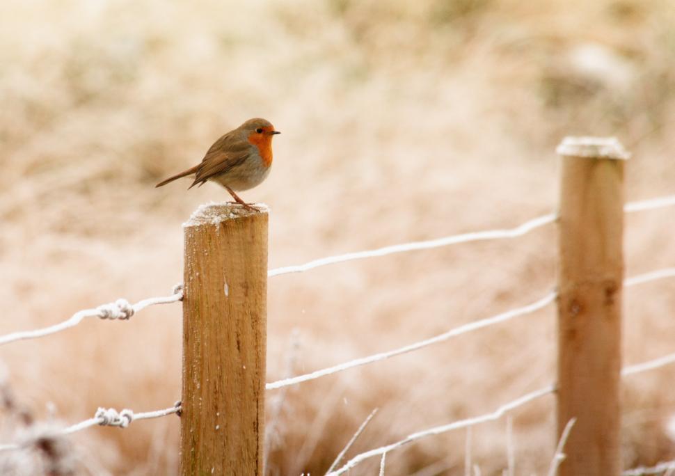 Free Stock Photo of Winter Robin | Download Free Images and Free ...