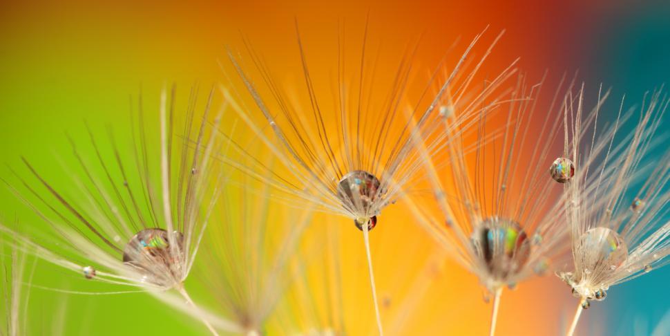 Free Stock Photo of Dandelion Droplets Macro | Download Free Images and ...