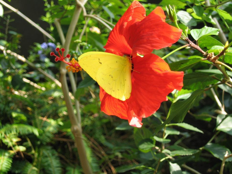 Free Stock Photo of sweet nectar | Download Free Images and Free ...