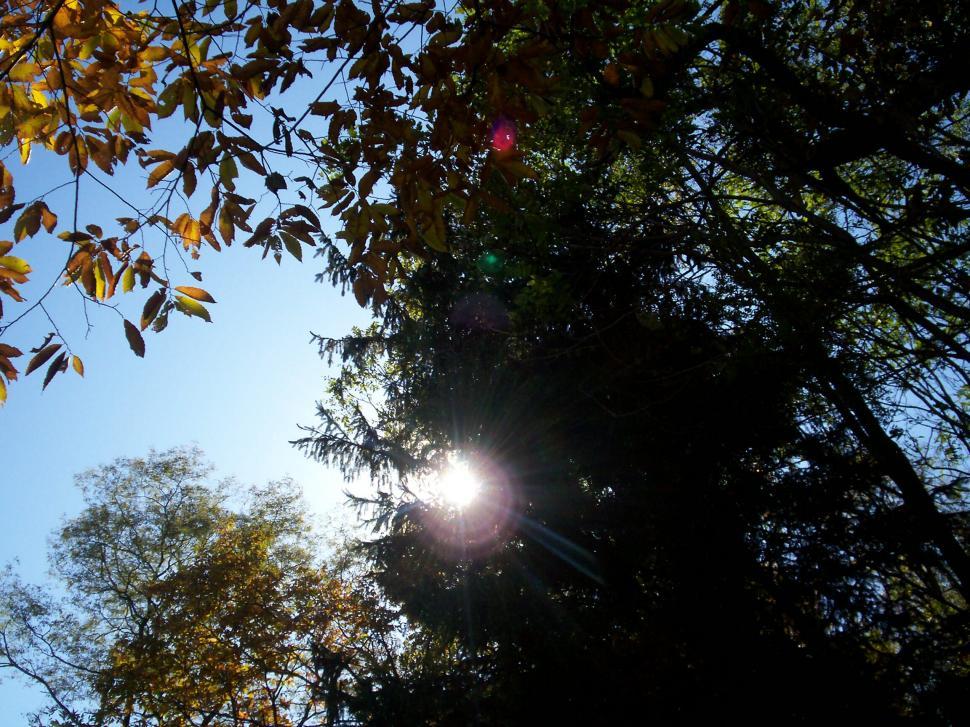 Free Stock Photo of Sunlight through the trees | Download Free Images ...