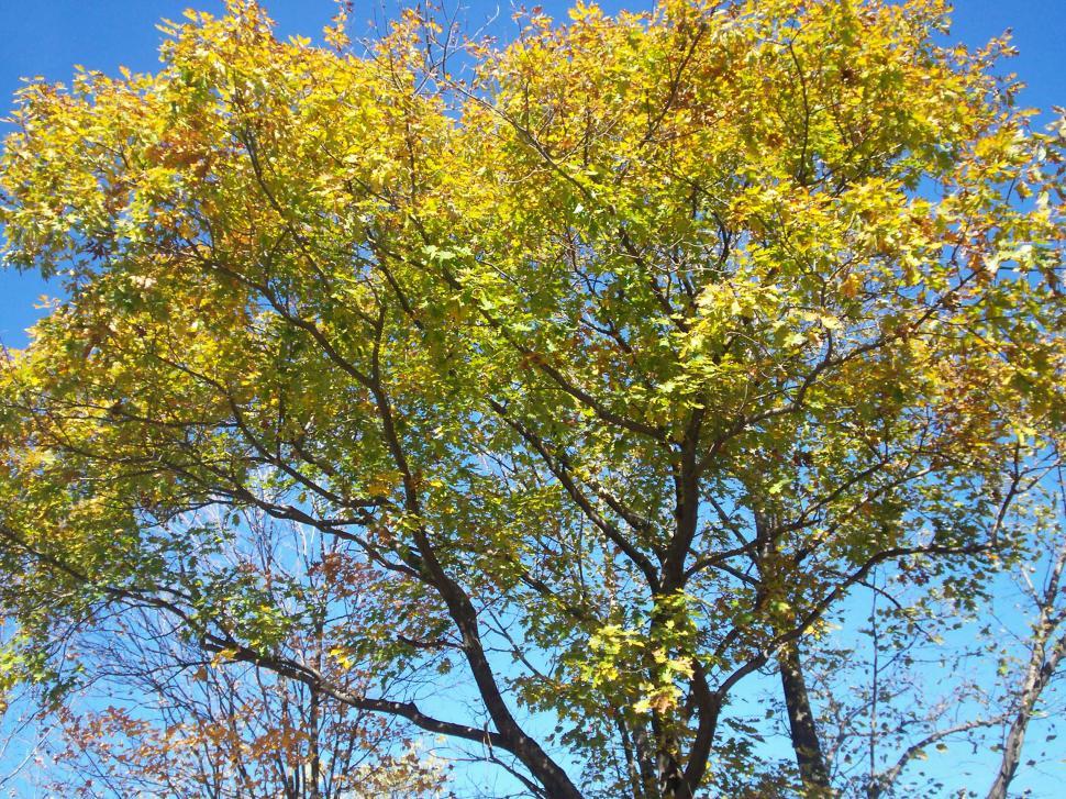 Free Stock Photo of Autumn trees | Download Free Images and Free ...