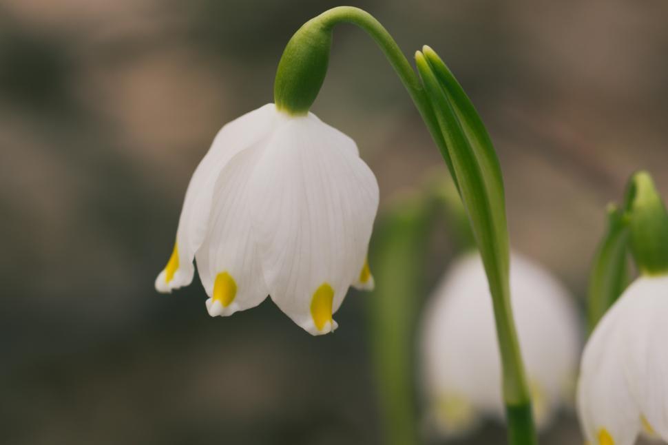 Free Stock Photo of Spring flower macro | Download Free Images and Free ...