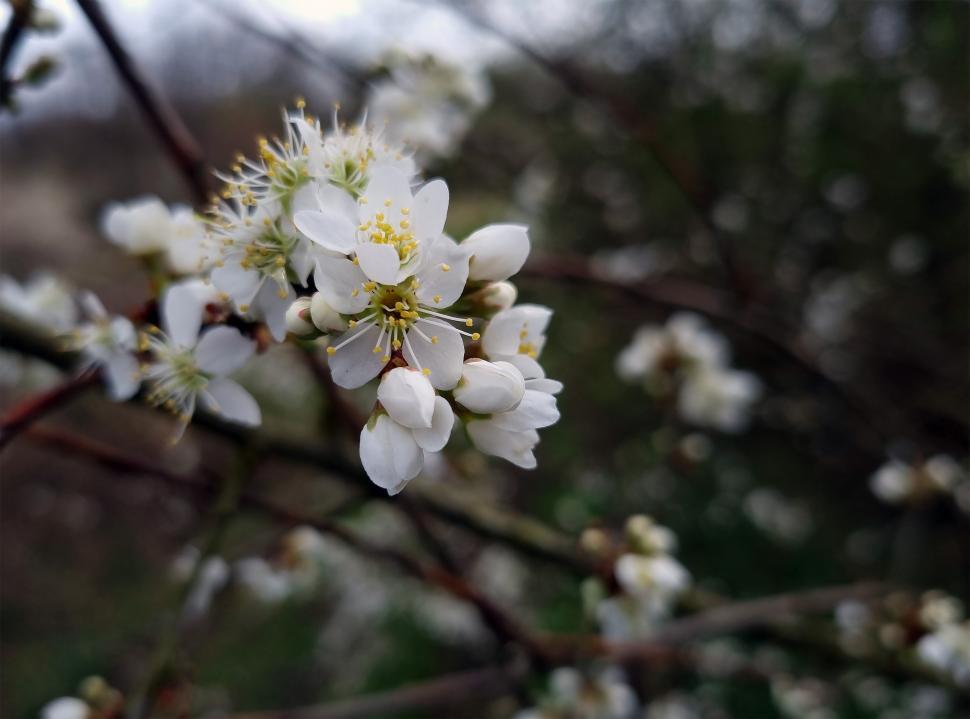 Free Stock Photo of Spring flowers | Download Free Images and Free ...