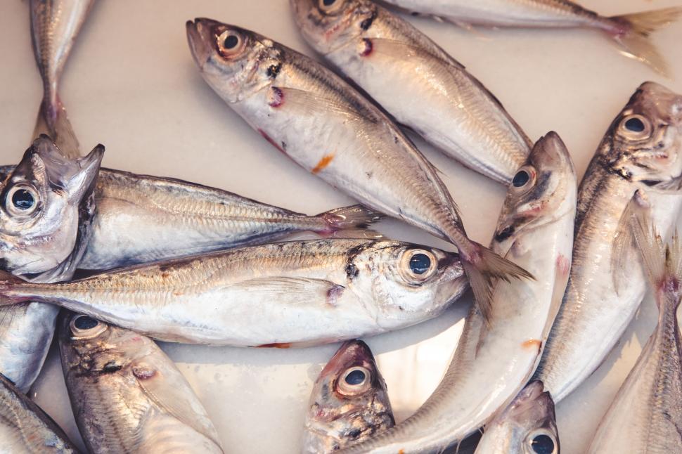 Free Stock Photo of Fish at fish market | Download Free Images and Free ...
