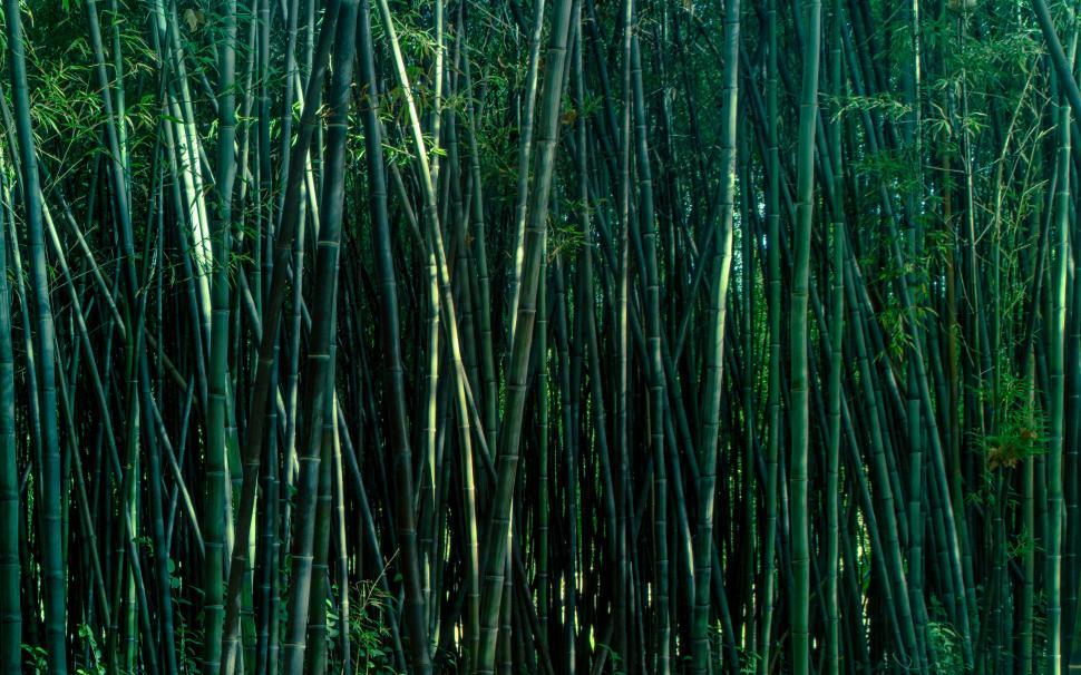 Free Stock Photo of green vegetal background texture | Download Free ...