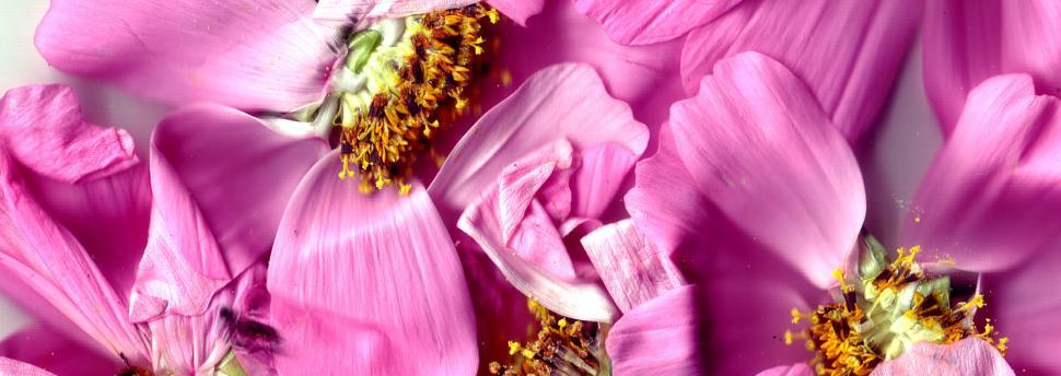 Free Stock Photo of Vegetal revolution | Download Free Images and Free ...