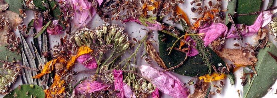 Free Stock Photo of Vegetal revolution | Download Free Images and Free ...