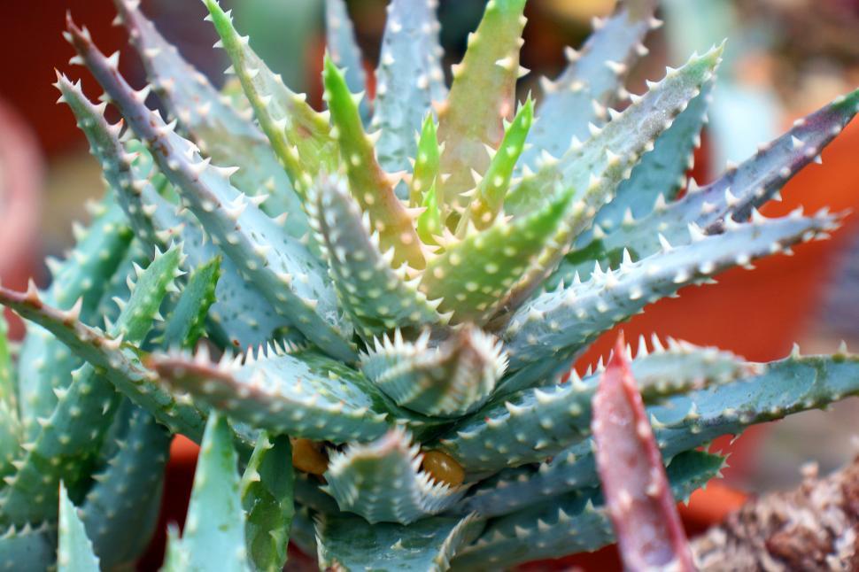 Free Stock Photo of Aloe Brevifolia | Download Free Images and Free ...