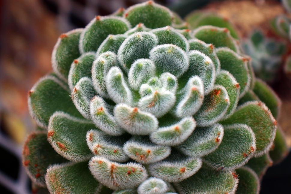 Free Stock Photo of Echeveria Setosa Mexican Firecracker Plant | Download Free Images and Free ...