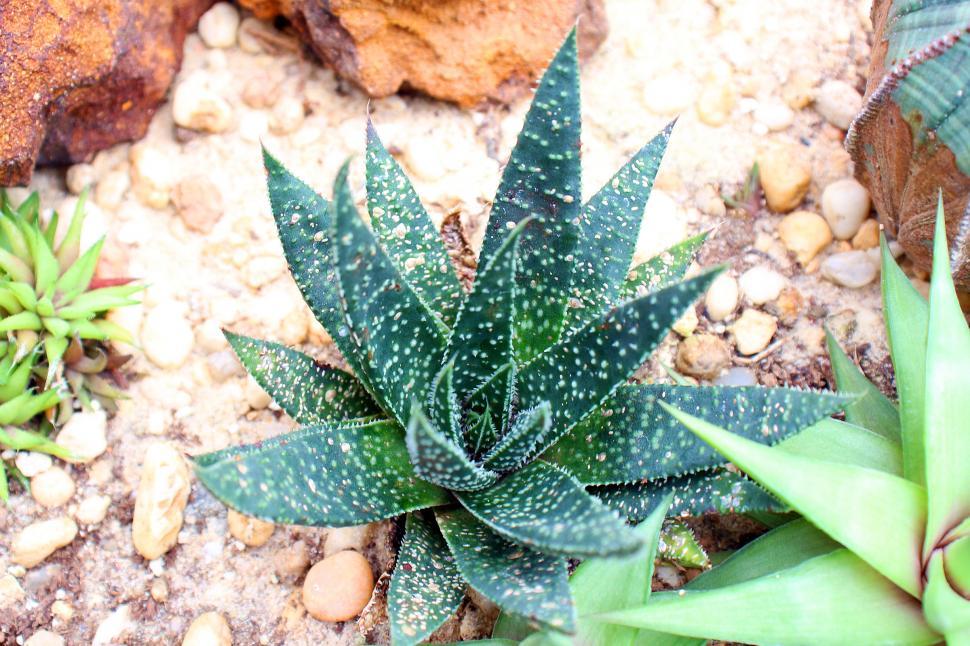 Free Stock Photo of Gasteria Flo | Download Free Images and Free ...