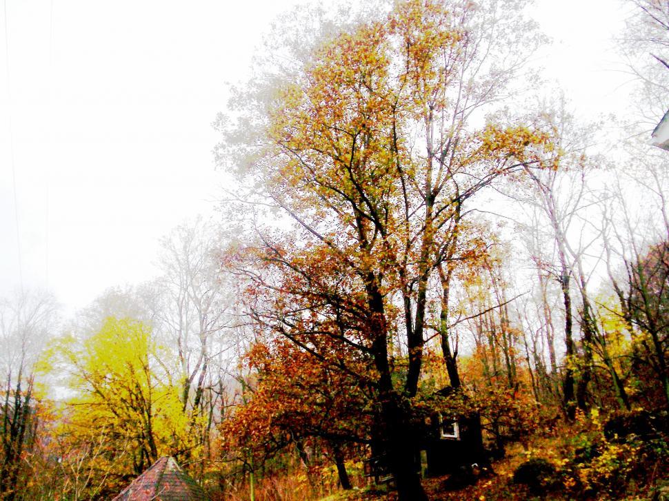 Free Stock Photo of Mighty oak, 50 ft. and growing | Download Free ...