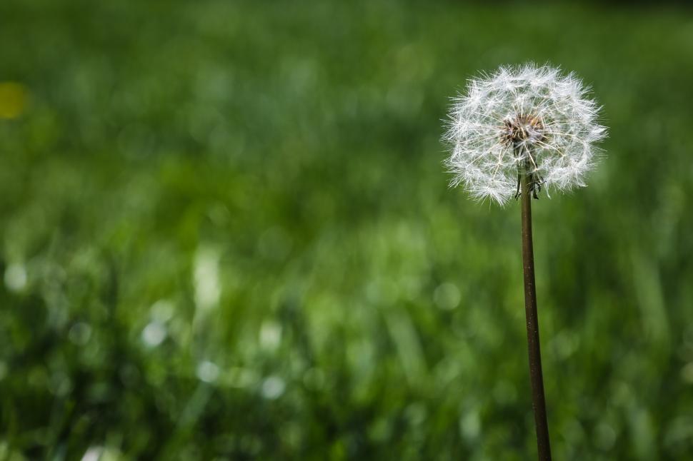 Free Stock Photo of Single dry dandilion in a field of green grass ...