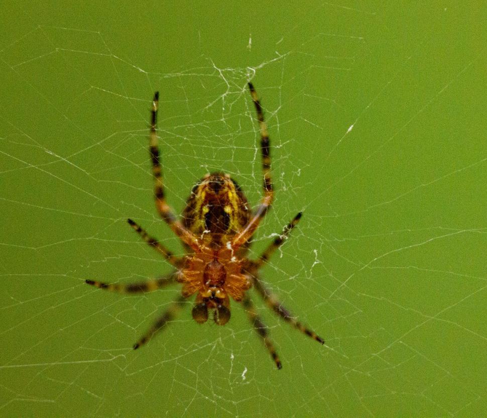 Free Stock Photo of Spider | Download Free Images and Free Illustrations