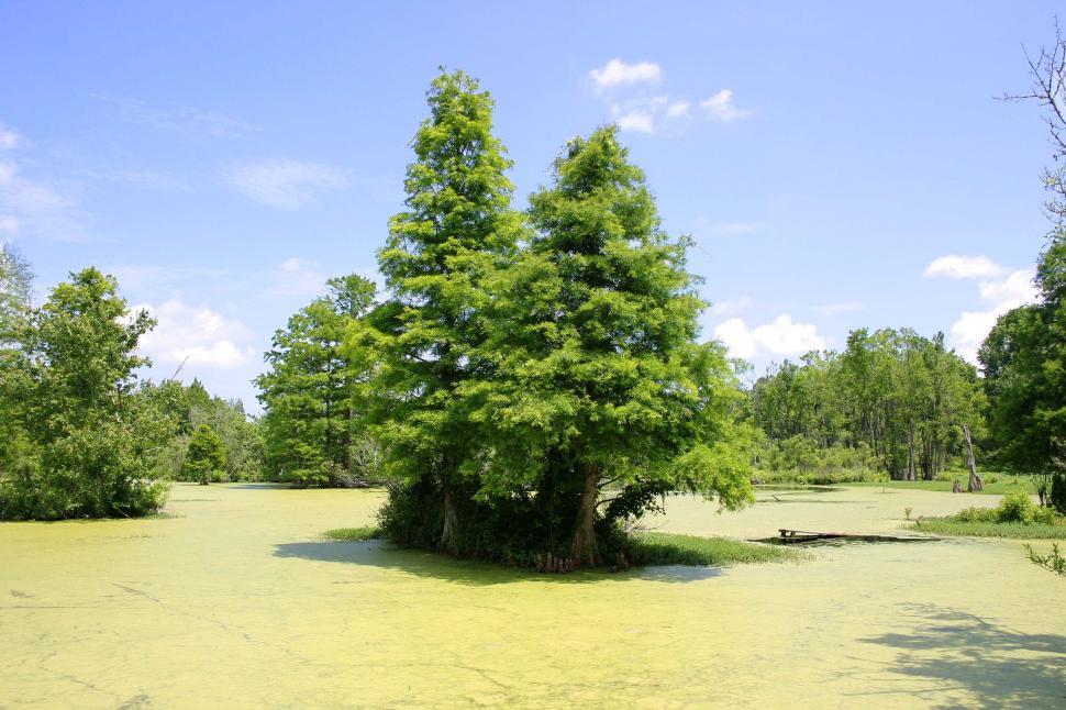 Free Stock Photo of Swamp trees | Download Free Images and Free ...