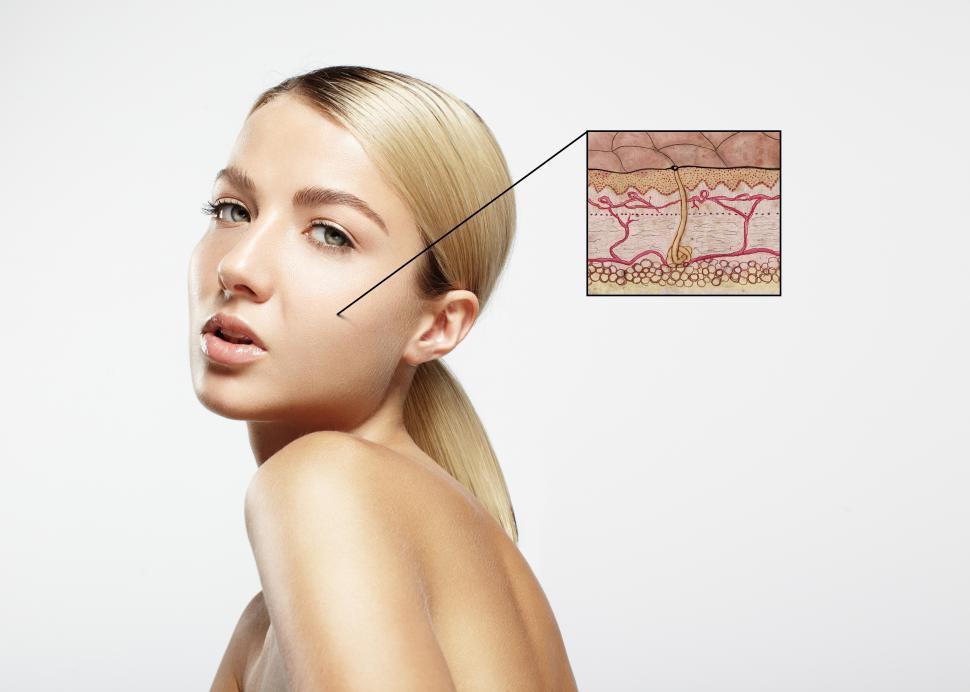 Free Stock Photo of skin structure concept, blow up illustration of ...