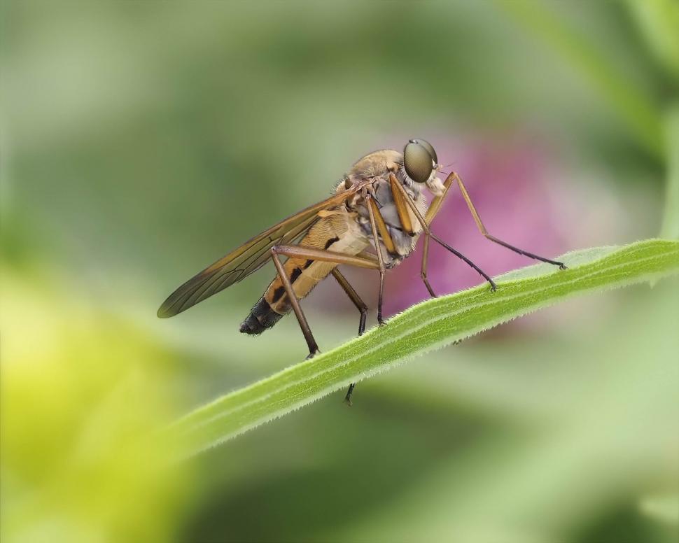 Free Stock Photo of Snipe fly | Download Free Images and Free Illustrations