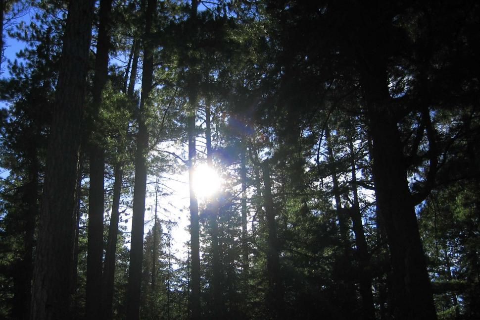 Free Stock Photo of Sun Shining Through Trees in Forest | Download Free ...