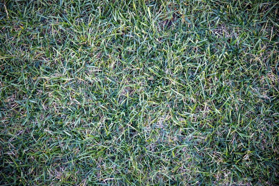Free Stock Photo of A close up of grass | Download Free Images and Free ...