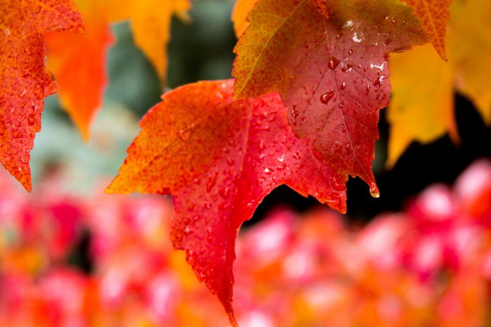 Free Stock Photo of A close up of a leaf | Download Free Images and ...