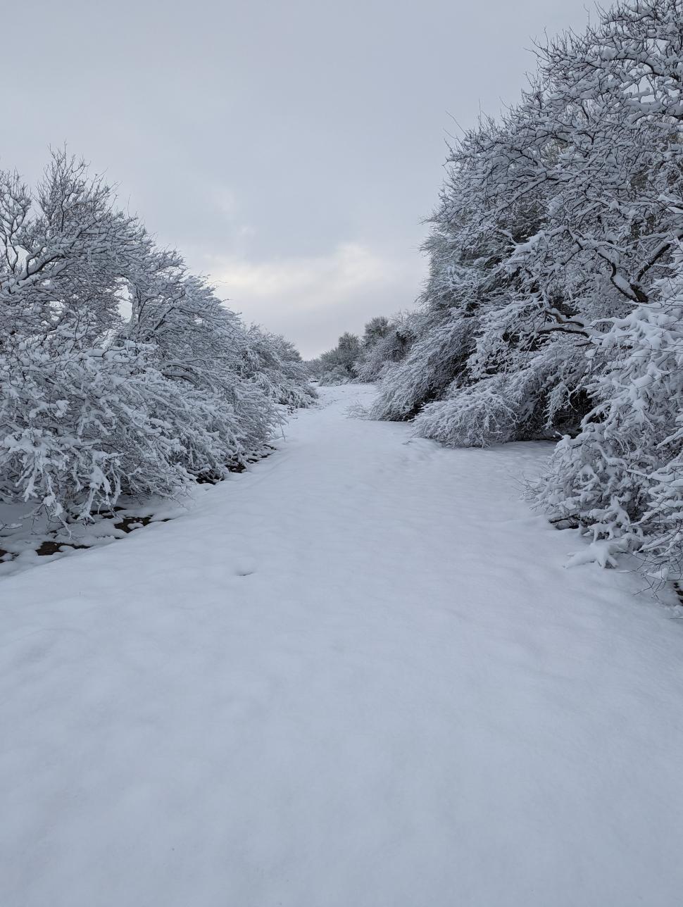 Free Stock Photo of Snow Covered Road Surrounded by Trees and Bushes ...