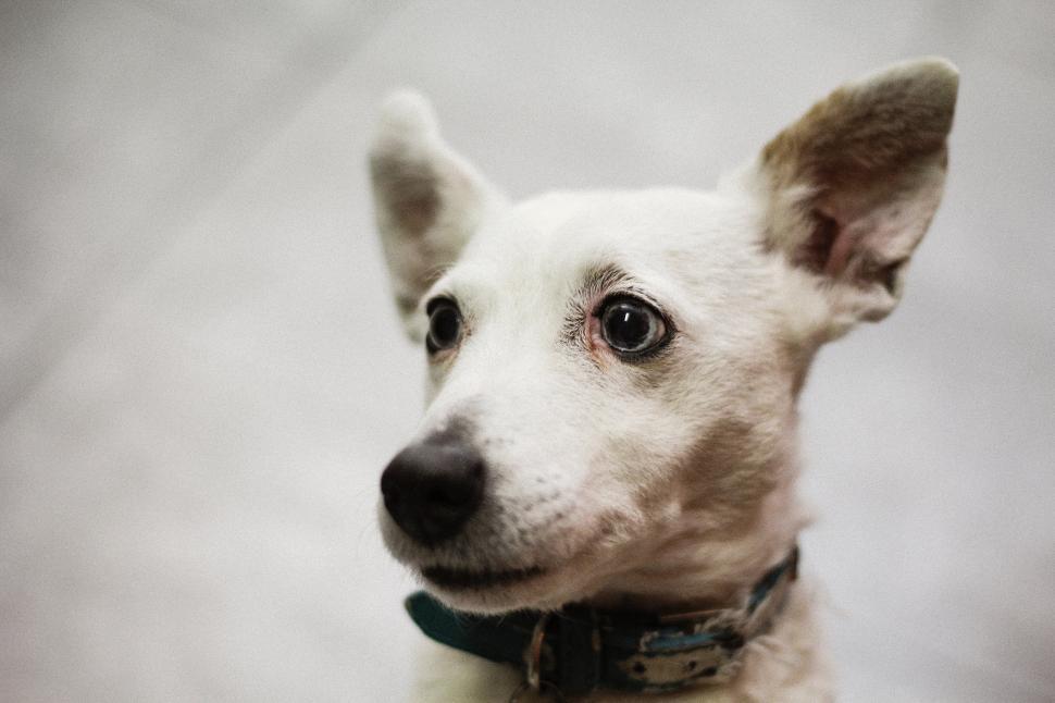 Free Stock Photo of A close up of a dog | Download Free Images and Free ...