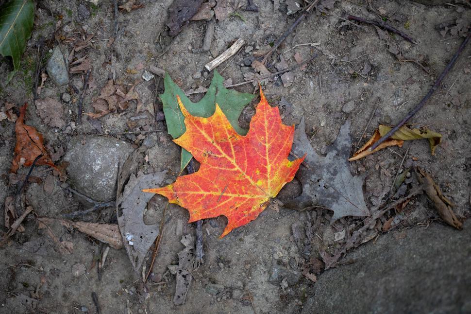 Free Stock Photo of A leaf on the ground | Download Free Images and ...