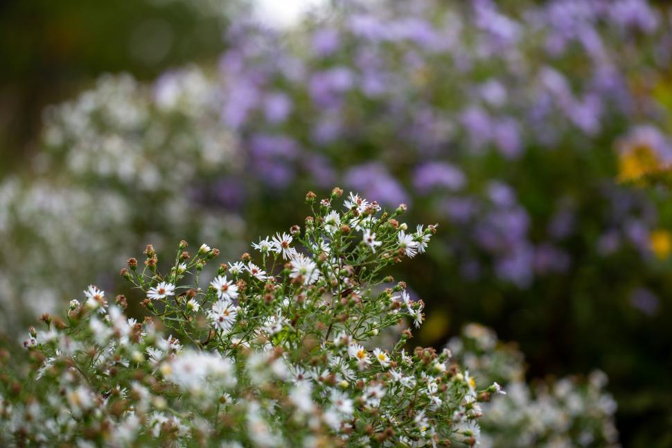 Free Stock Photo of A close up of a bush of flowers | Download Free ...