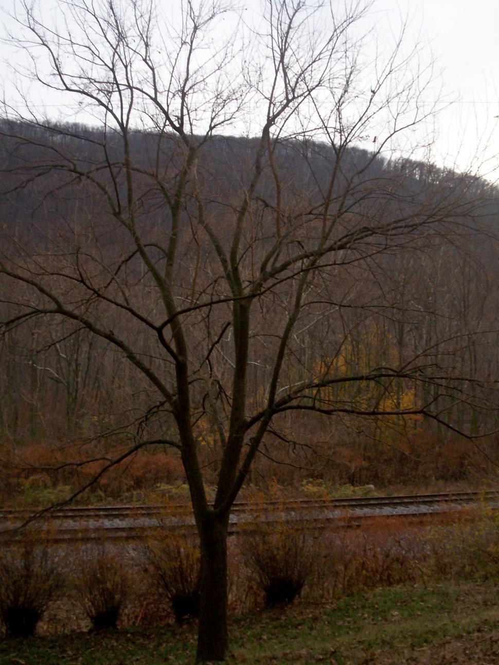 Free Stock Photo of Winter mulberry | Download Free Images and Free ...