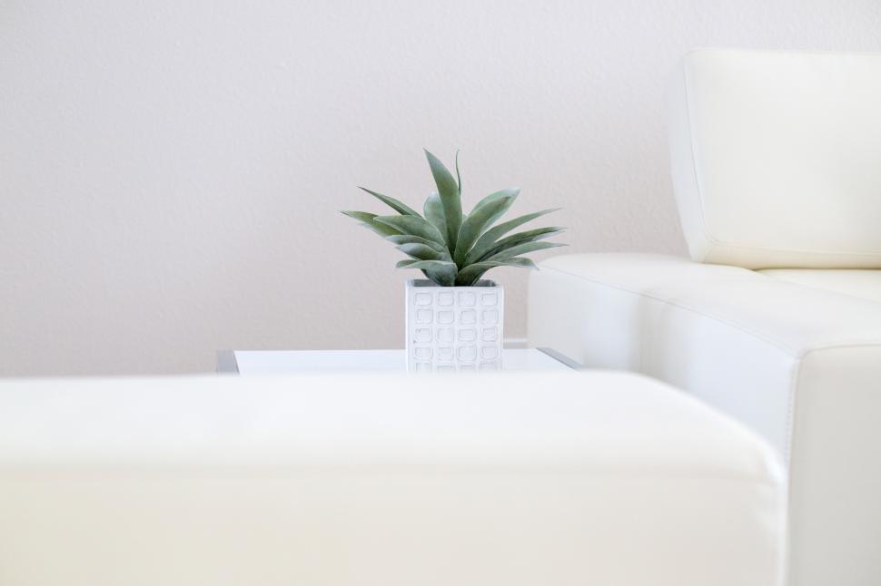 Free Stock Photo of A plant on a table | Download Free Images and Free ...