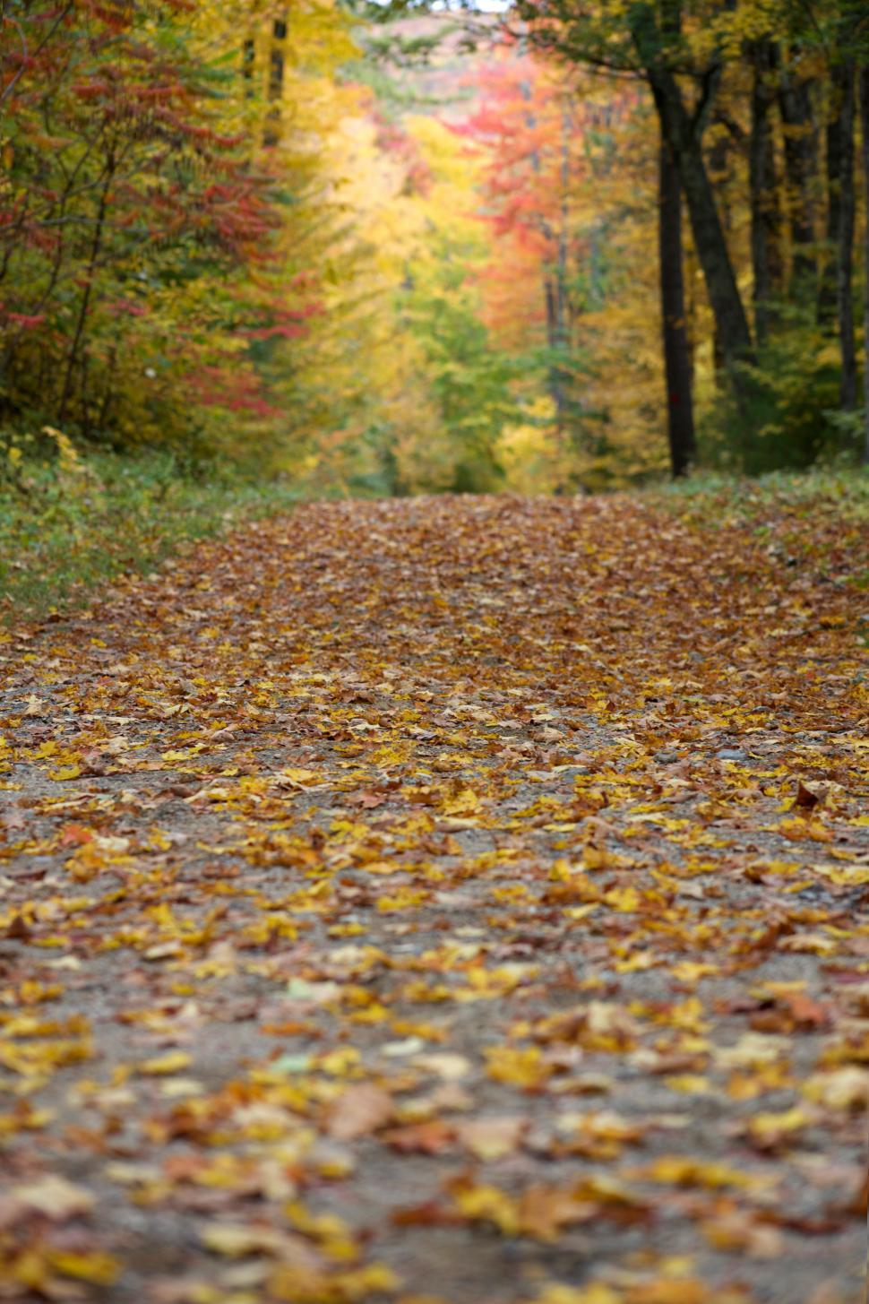 Free Stock Photo of A path with leaves on it | Download Free Images and ...